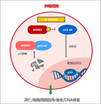 喜讯│勃林格殷格翰MDM2-p53拮抗剂Brightline-2临床试验在华获批！ | Boehringer Ingelheim